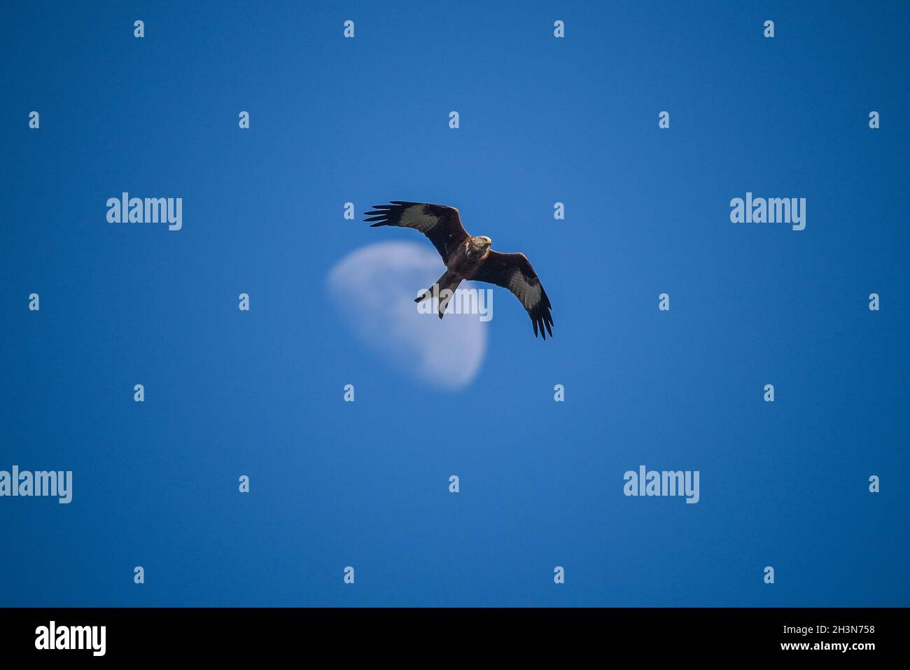Red kite flying in blue hi-res stock photography and images - Alamy