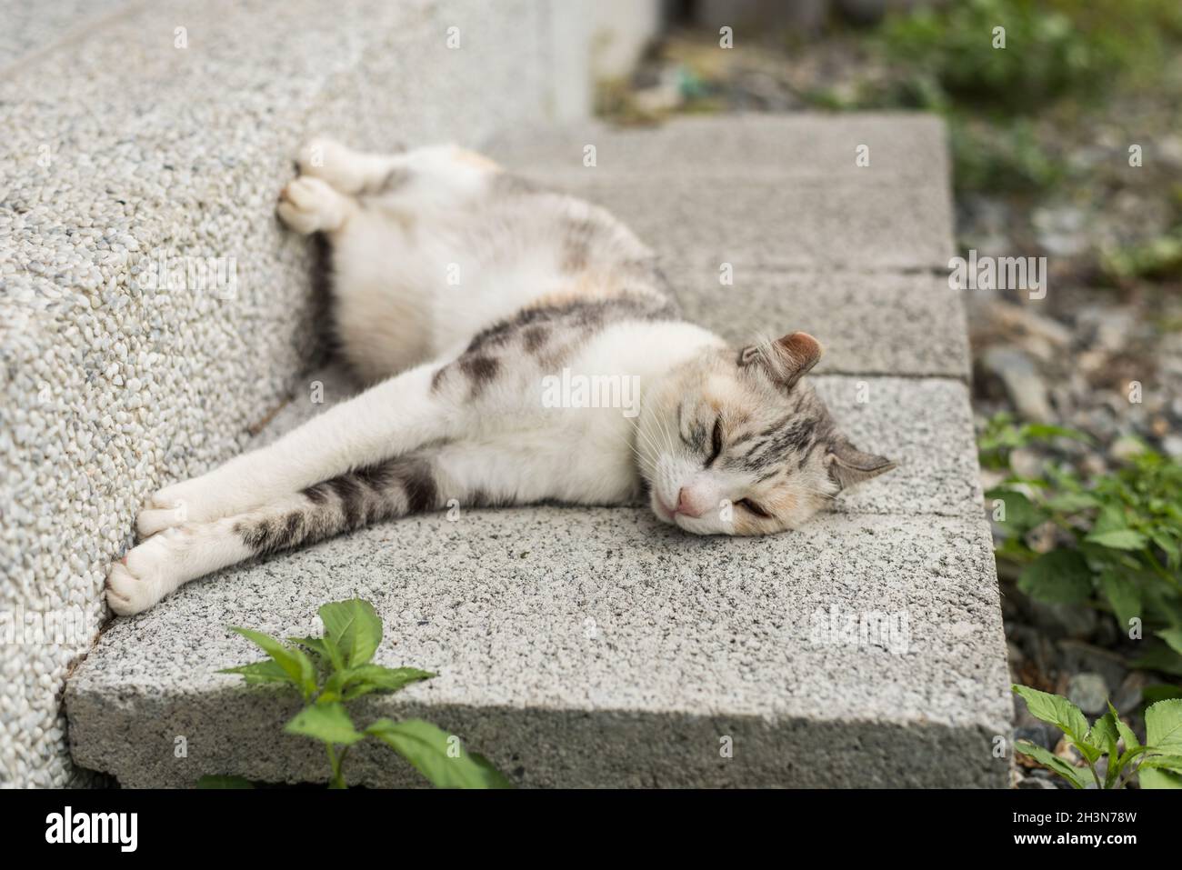 Cat doze and sleep Stock Photo - Alamy