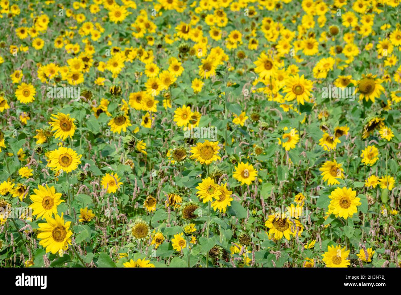 Farm sunflowers hi-res stock photography and images - Alamy