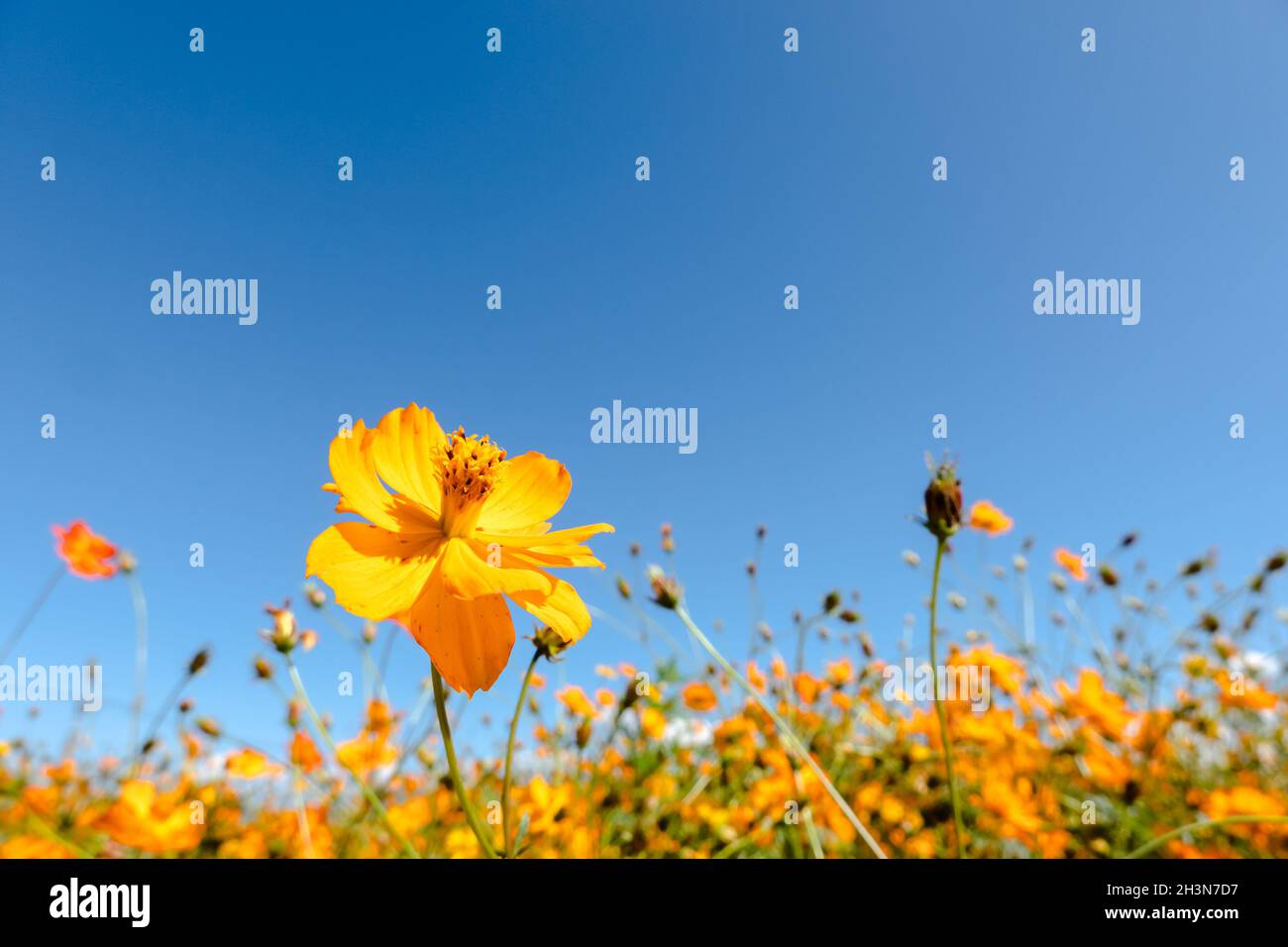 Heaven yellow hi-res stock photography and images - Alamy