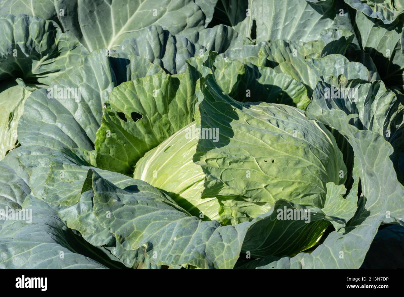 Landscape of green cabbage Stock Photo - Alamy