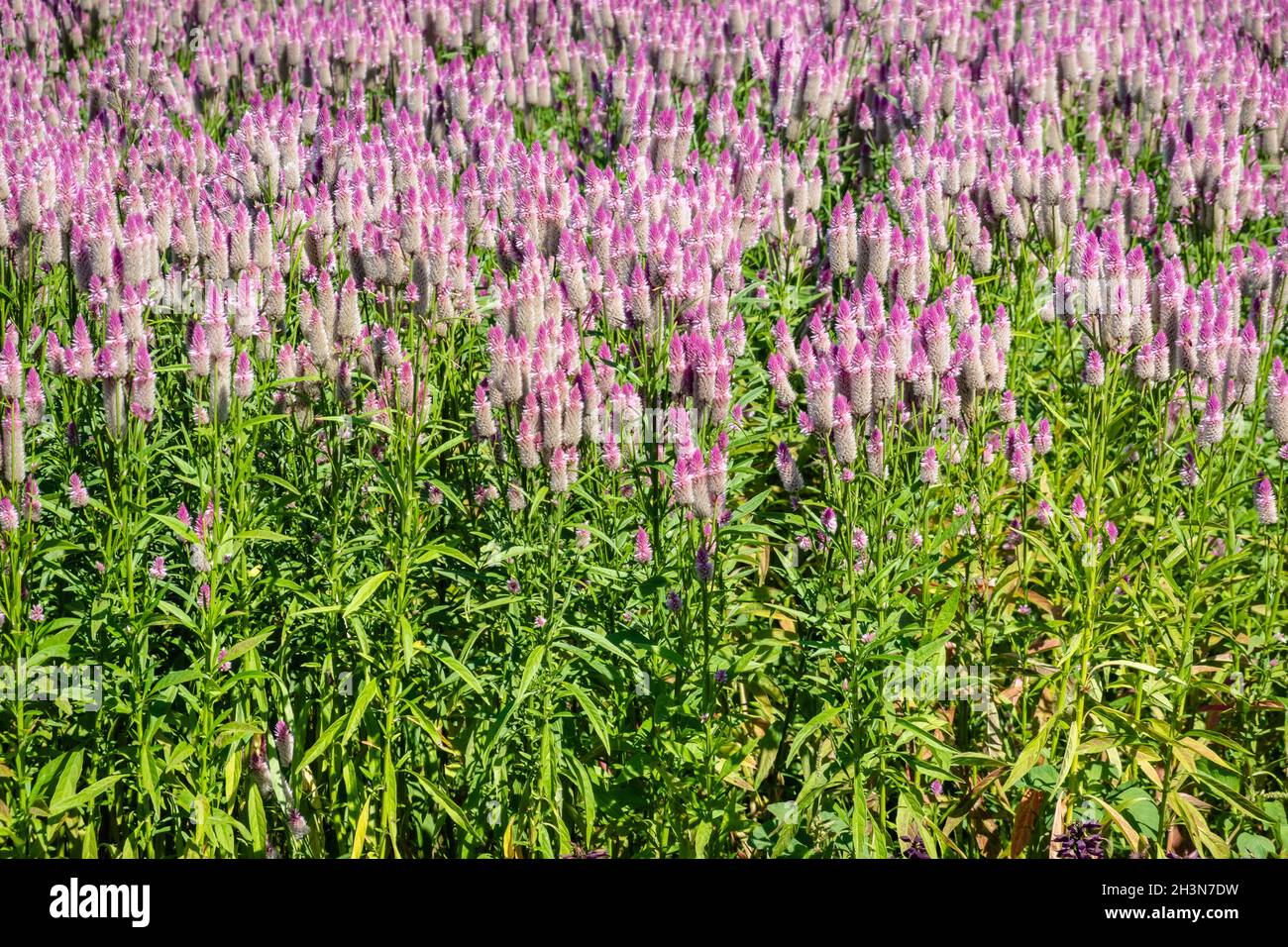 Purple sage plant hi-res stock photography and images - Alamy
