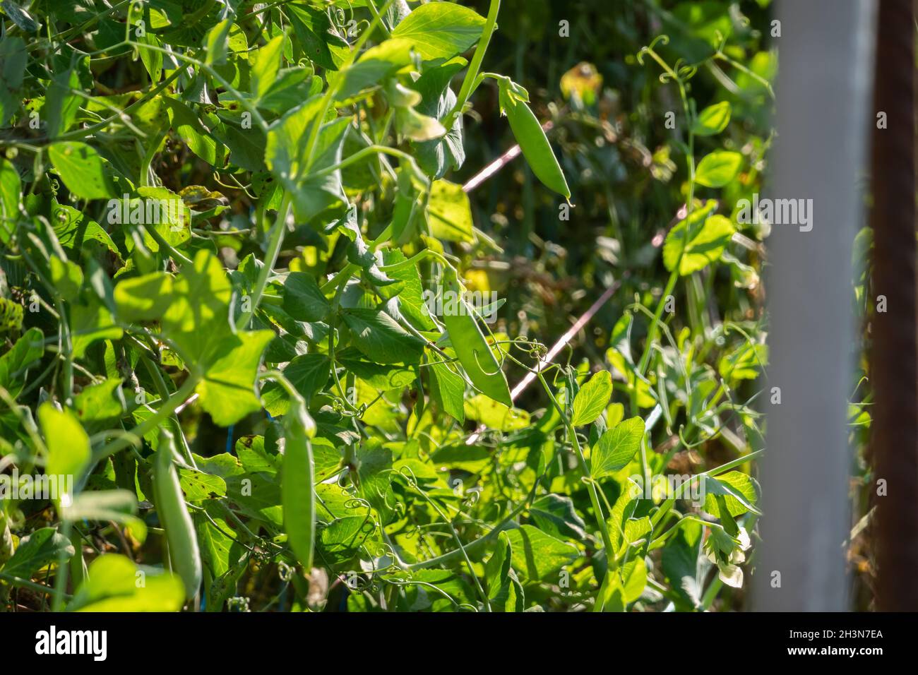 Green pea farm Stock Photo - Alamy