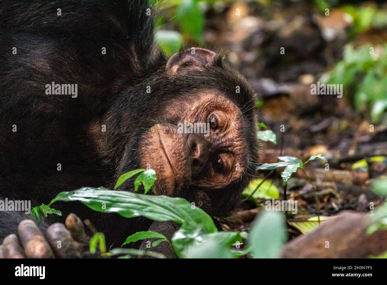 Chimpanzee thinking hi-res stock photography and images - Alamy
