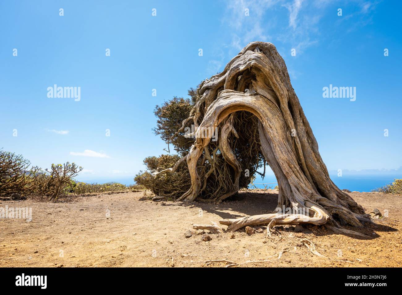 Juniper tree bent by wind. Famous landmark in El Hierro, Canary Islands ...