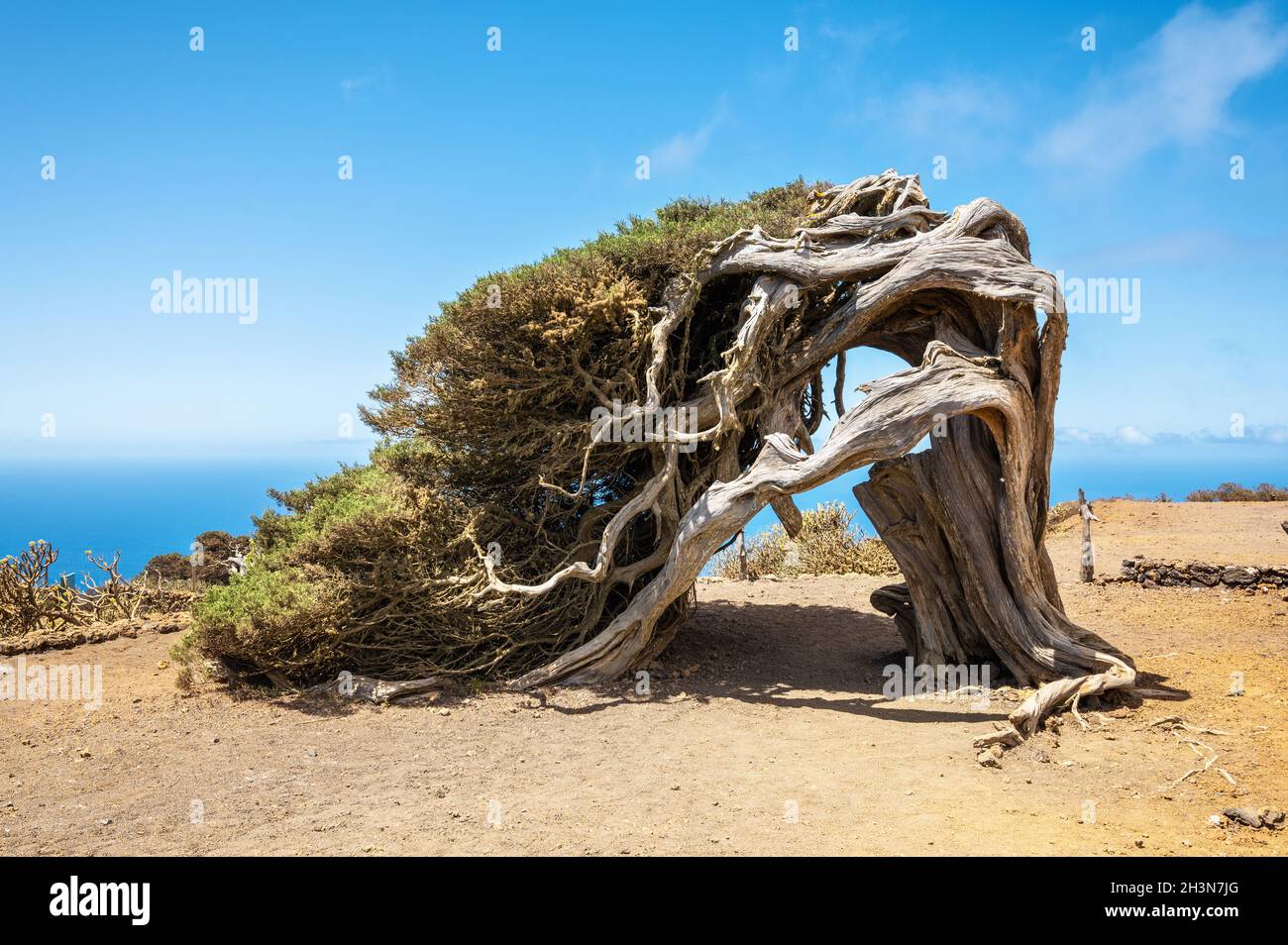 Juniper tree bent by wind. Famous landmark in El Hierro, Canary Islands ...