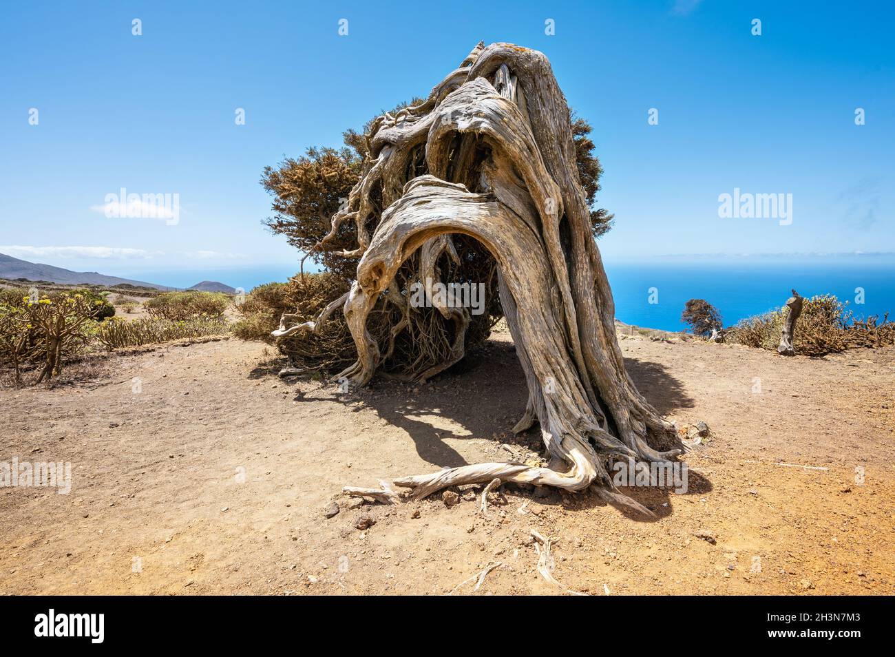Juniper tree bent by wind. Famous landmark in El Hierro, Canary Islands ...