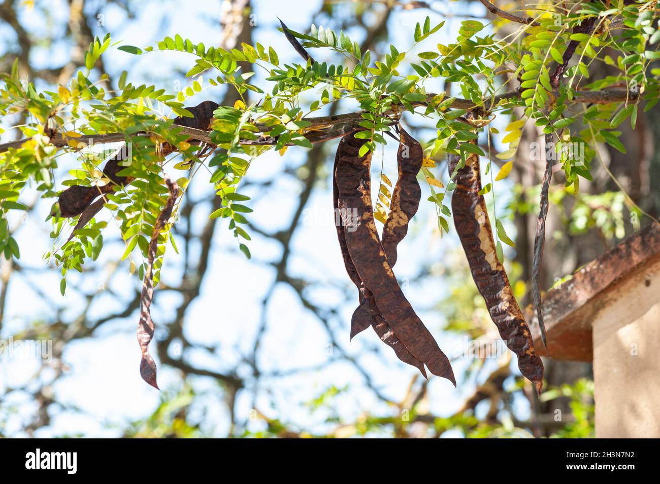 The carob (Ceratonia siliqua) is a flowering evergreen tree in the ...
