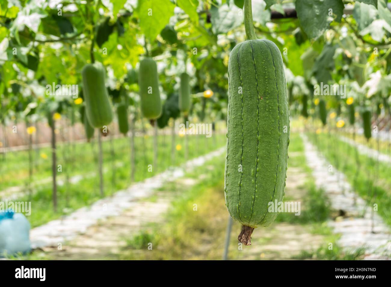 Loofah plant hi-res stock photography and images - Alamy