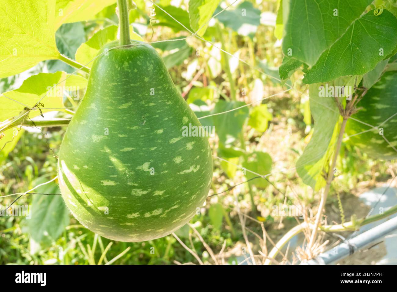 Green bottle gourd Stock Photo - Alamy