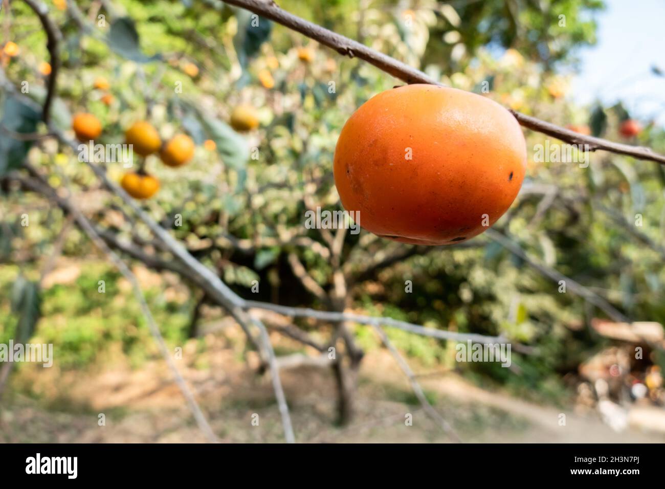 Persimmons on the tree Stock Photo - Alamy