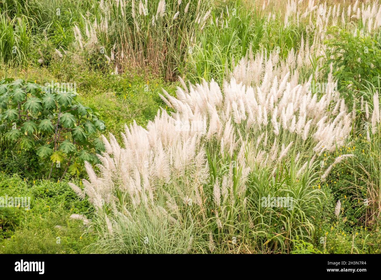 Wild sugarcane grass Stock Photo - Alamy