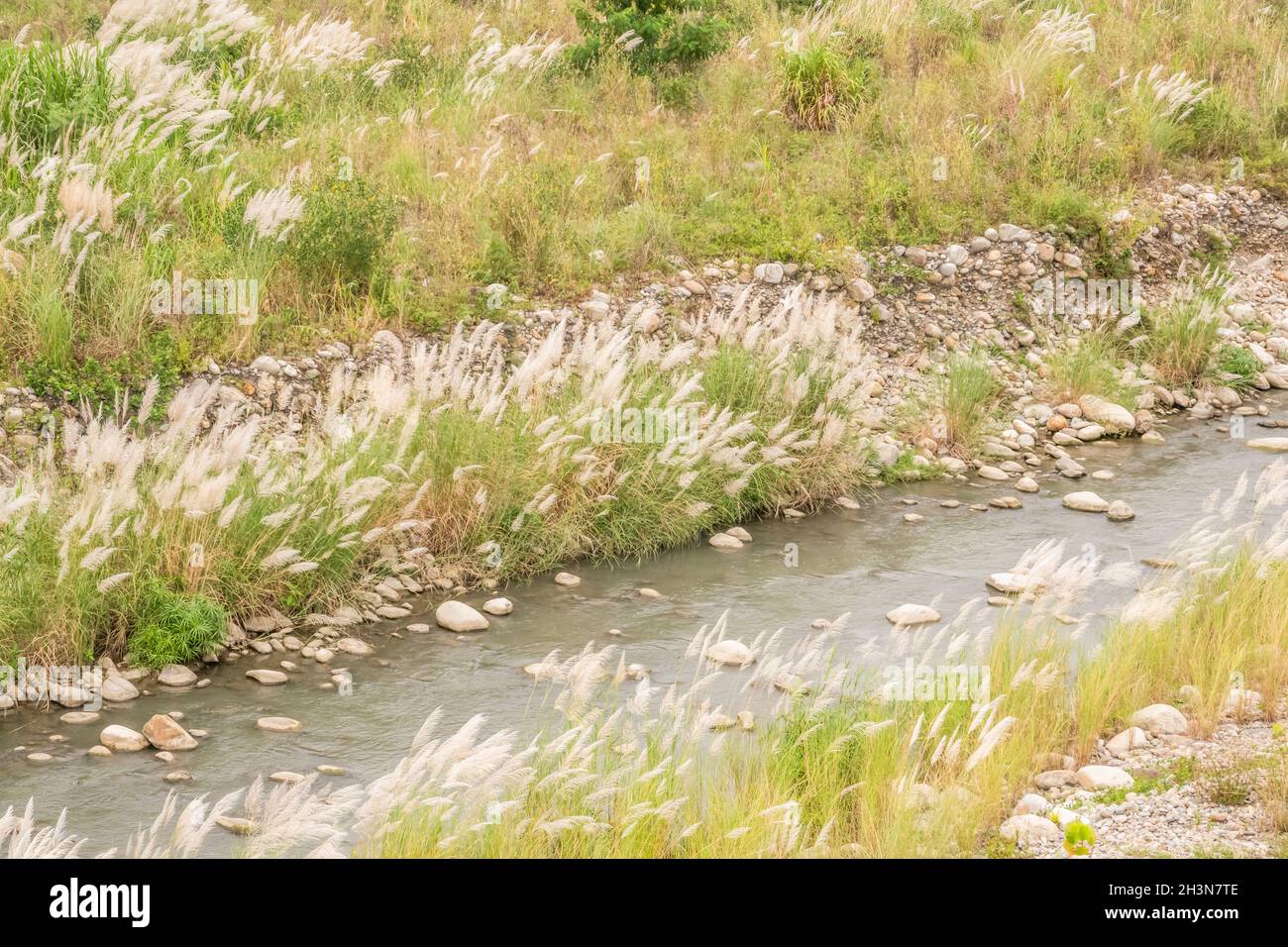 Wild sugarcane grass Stock Photo - Alamy