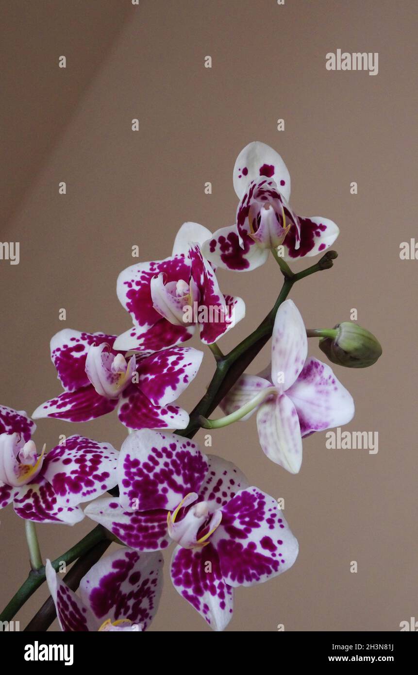 The orchid is a precious and sensual flower symbol of love Stock Photo ...