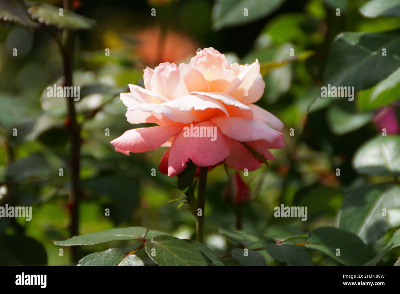 a gorgeous large white with light pink rose hue Stock Photo - Alamy