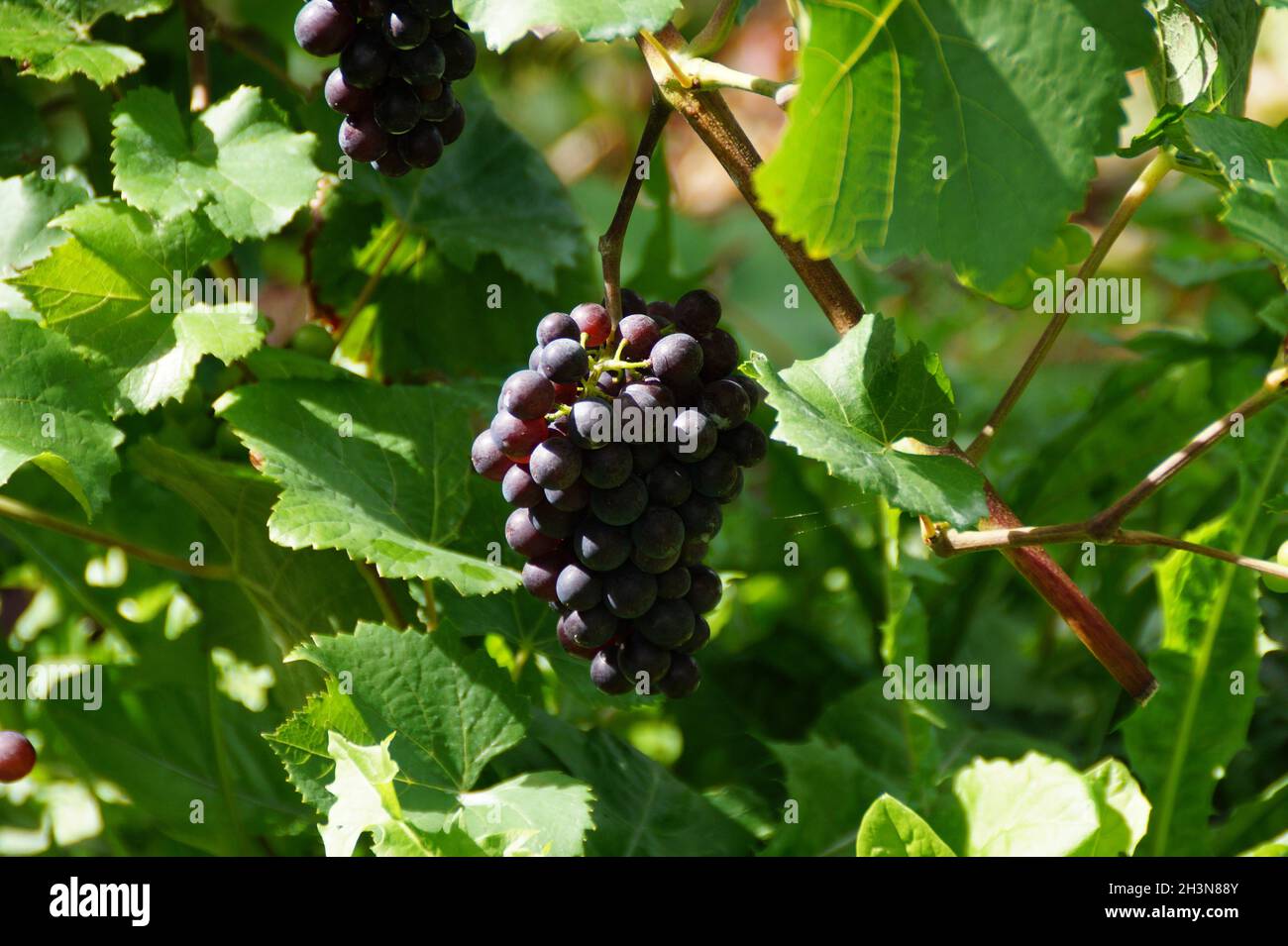 beautiful sun kissed grapevines from a vineyard on the riverbanks of ...