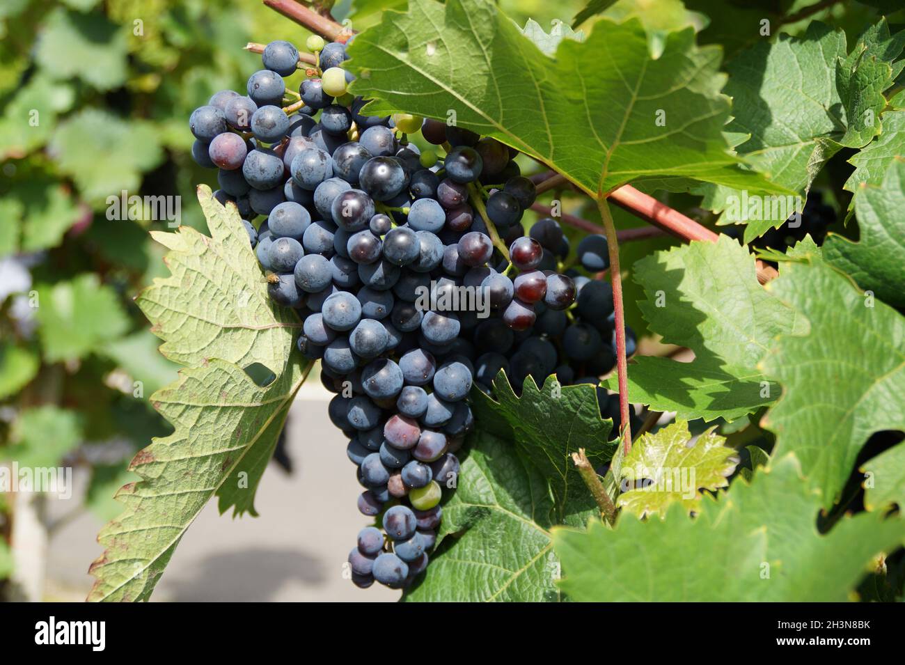 beautiful sun kissed grapevines from a vineyard on the riverbanks of ...