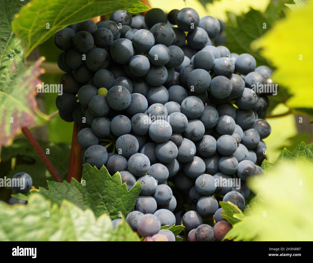 beautiful sun kissed grapevines from a vineyard on the riverbanks of ...