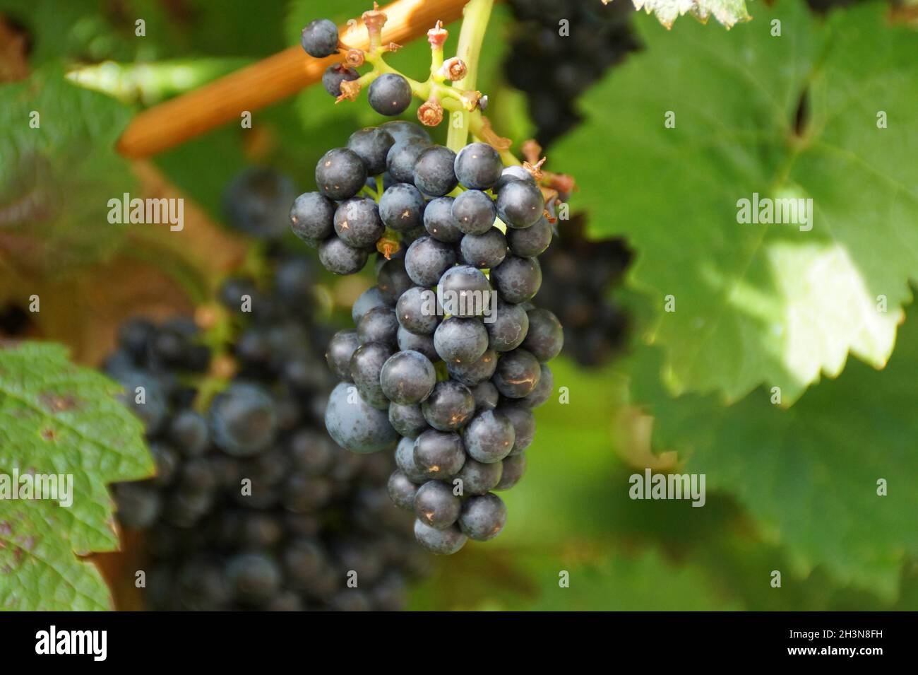 beautiful sun kissed grapevines from a vineyard on the riverbanks of ...