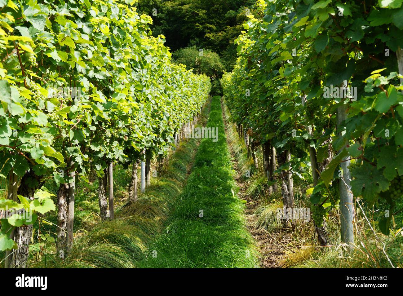 Vineyard on meselle hi-res stock photography and images - Alamy