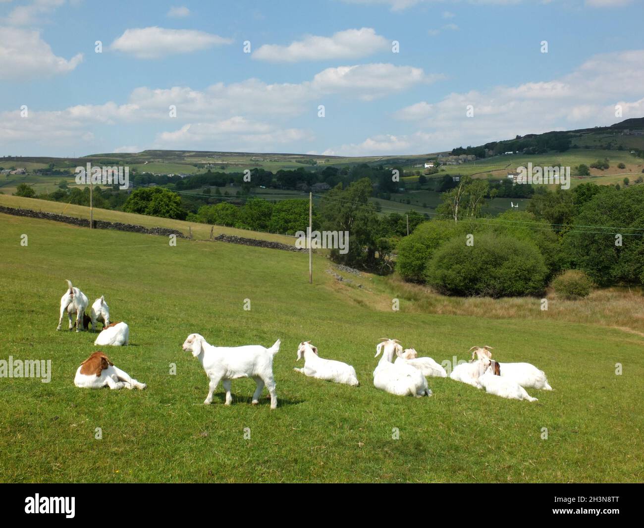 A family group of white farm goats laying down in a field in west ...