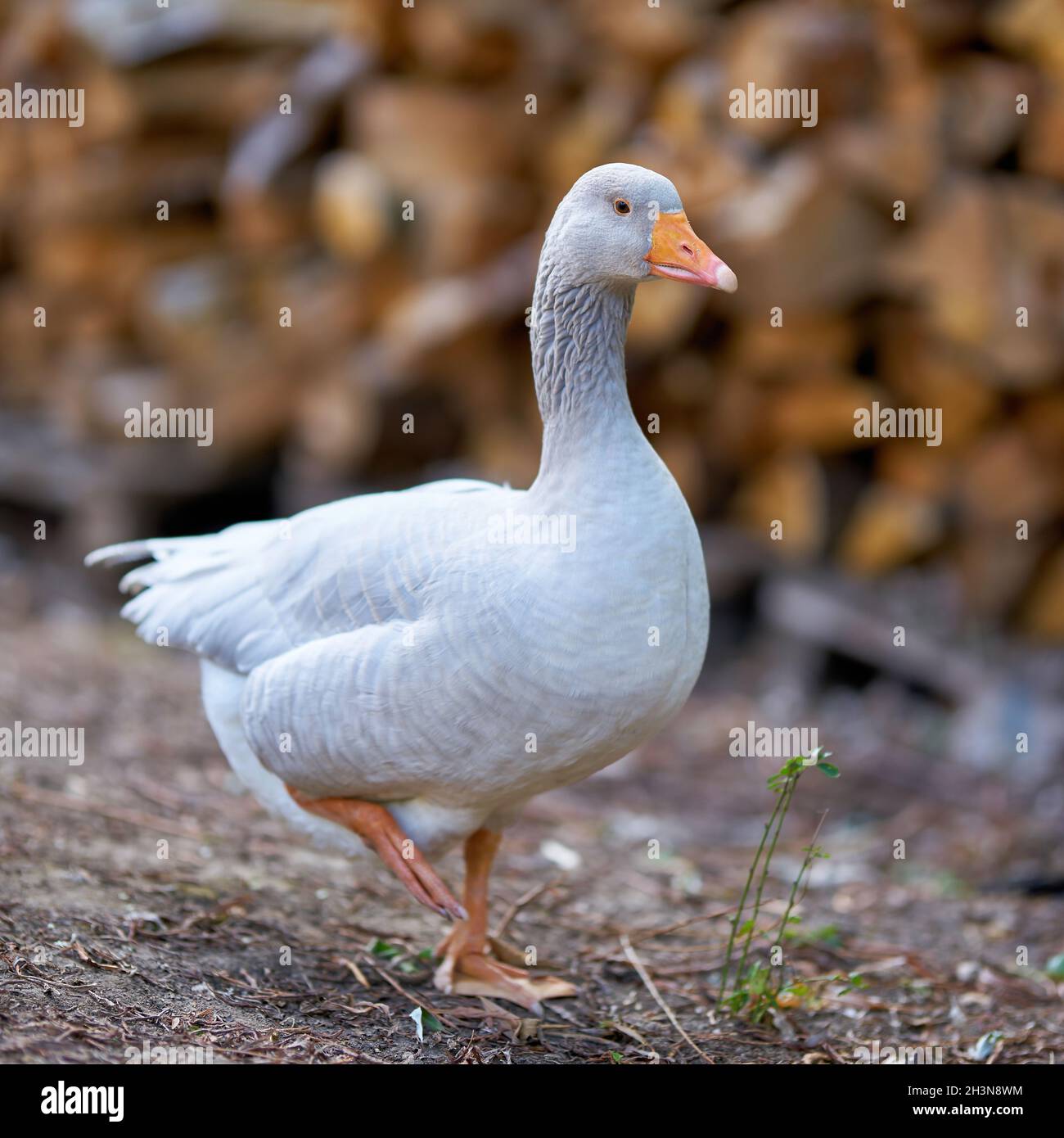 Poultry farming germany hi-res stock photography and images - Alamy
