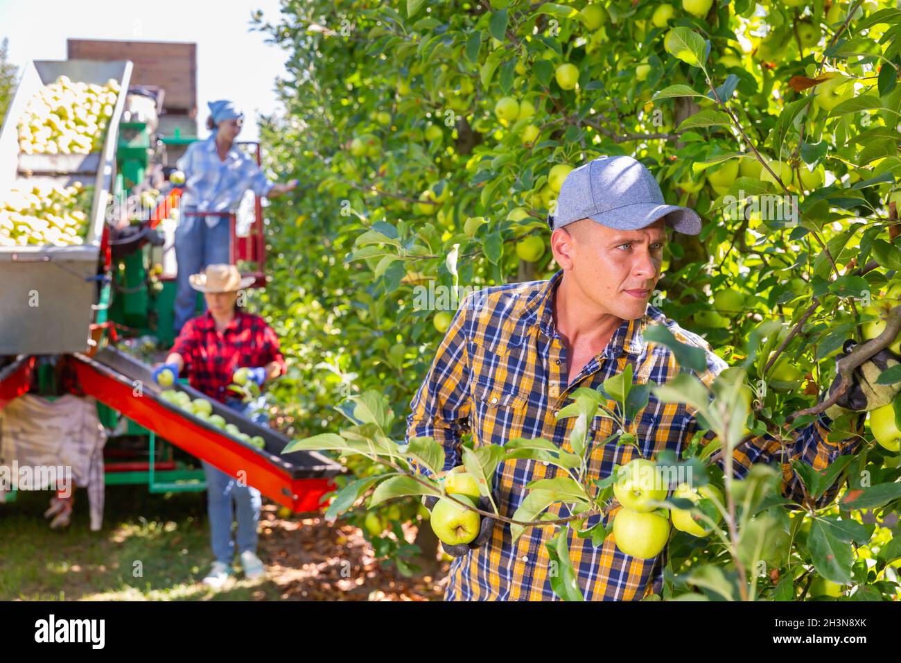 Male worker gathering harvest of golden apples Stock Photo - Alamy