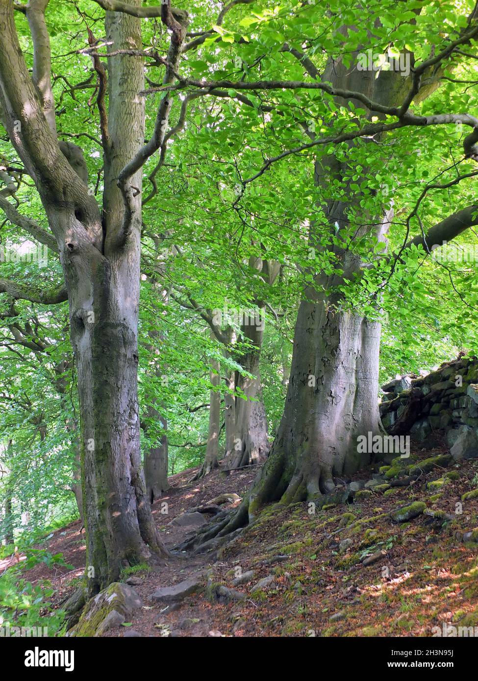 Tall forest beech trees with vibrant green summer leaves on a hillside ...