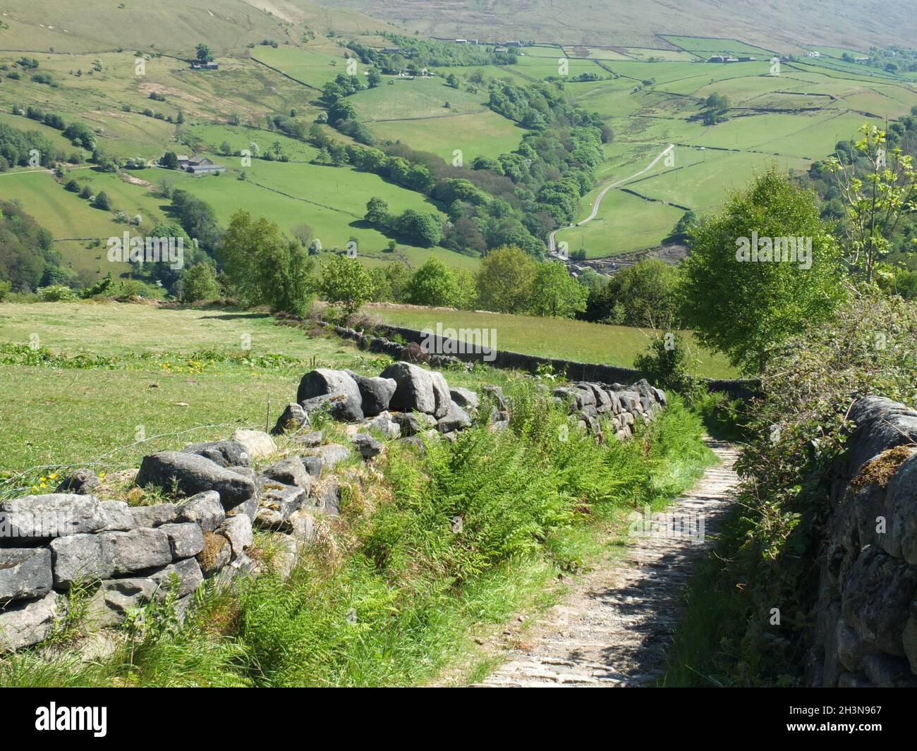Narrow country lane surrounded by stone walls and ferns in a west ...