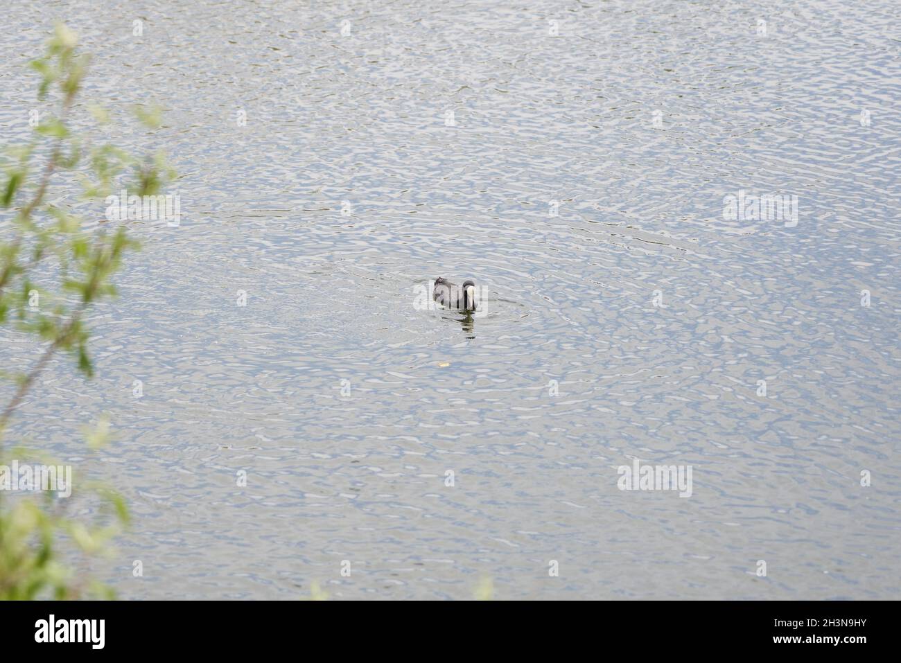 Relaxed ducks hi-res stock photography and images - Alamy
