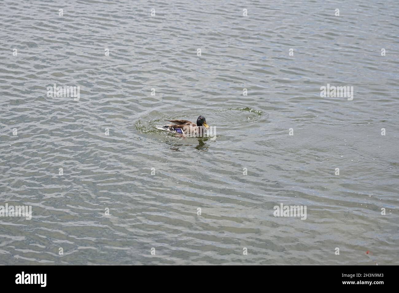 Male and female mallard ducks in profile hi-res stock photography and ...