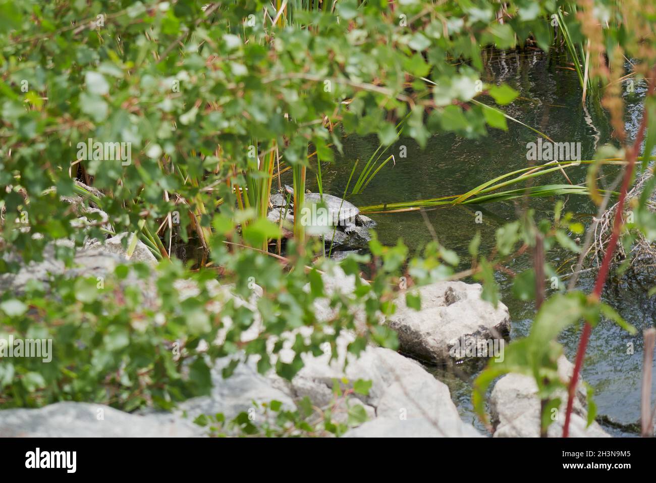 Relaxed turtle hi-res stock photography and images - Alamy