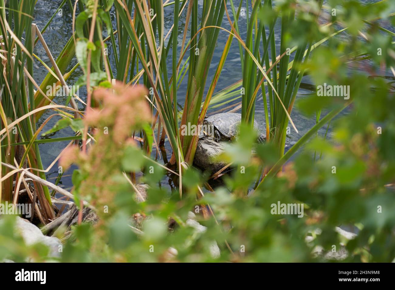 Relaxed turtle hi-res stock photography and images - Alamy