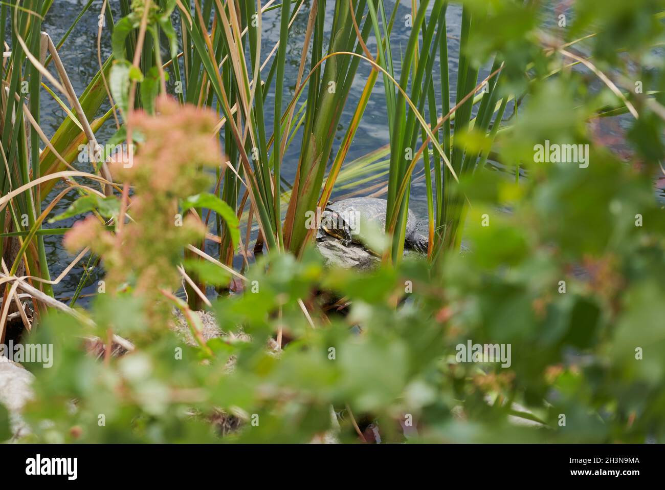 Water turtle sunbathing relaxed on top of a stone with vegetation in a ...