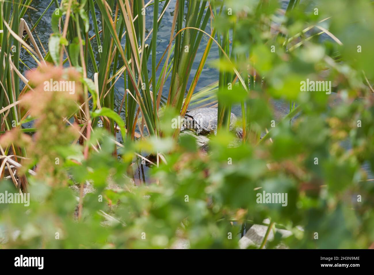 Relaxed turtle hi-res stock photography and images - Alamy
