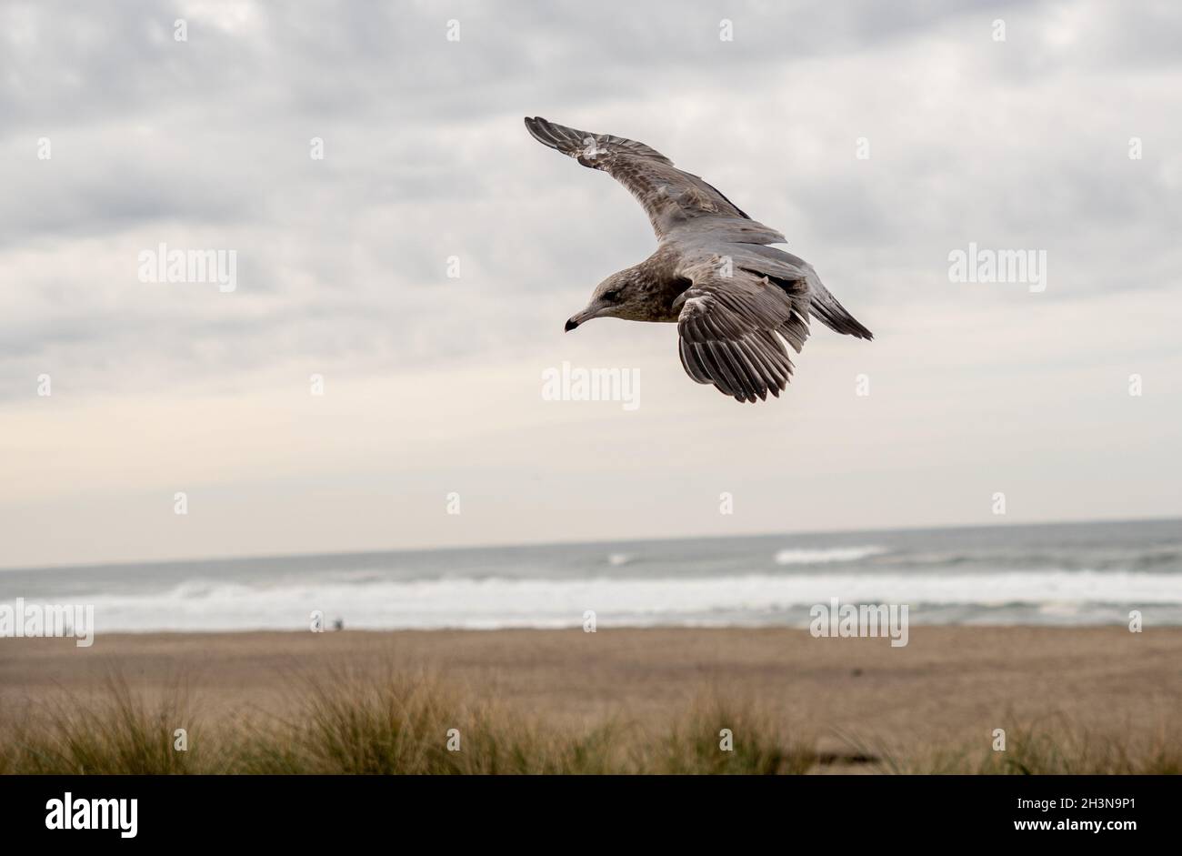 Closeup shot of a herring gull flying over the sandy beach with a sea ...