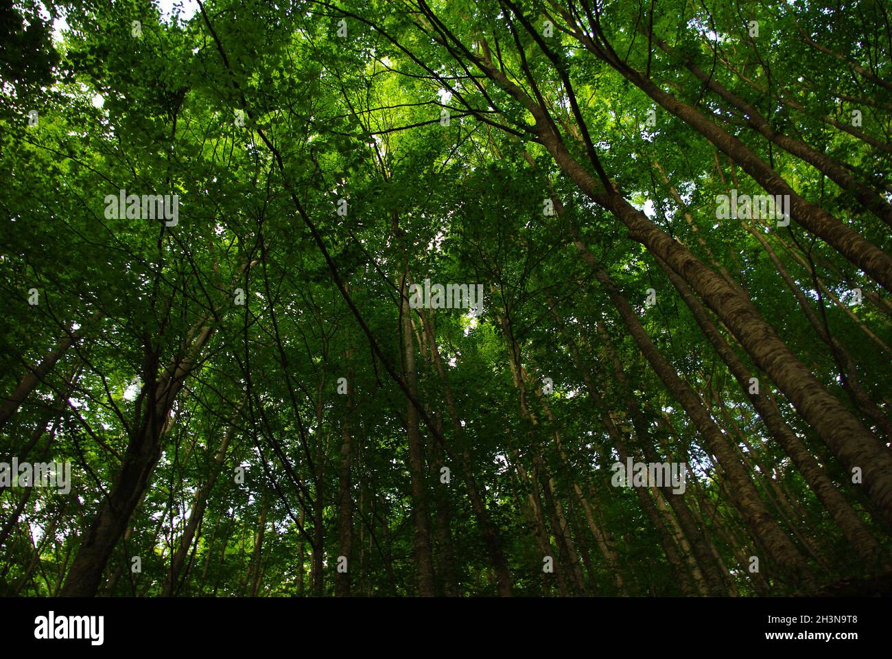 Trees of a wood in spring Stock Photo - Alamy