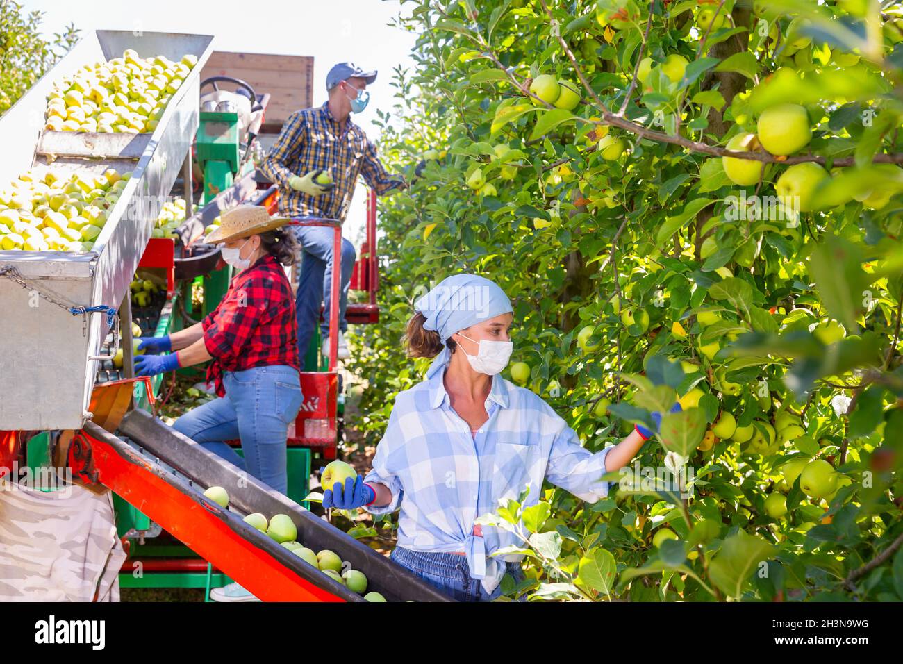 Three workers in masks harvesting apples in plantation Stock Photo - Alamy