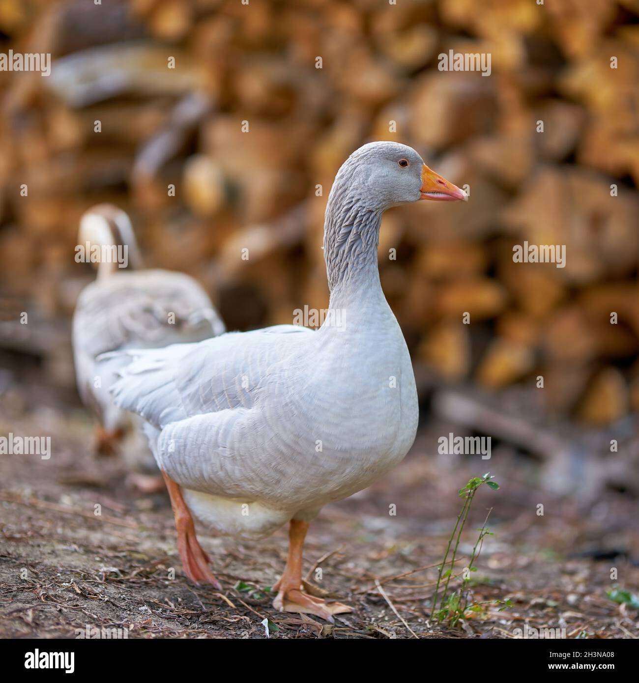 Curious goose on a farm in Germany Stock Photo - Alamy