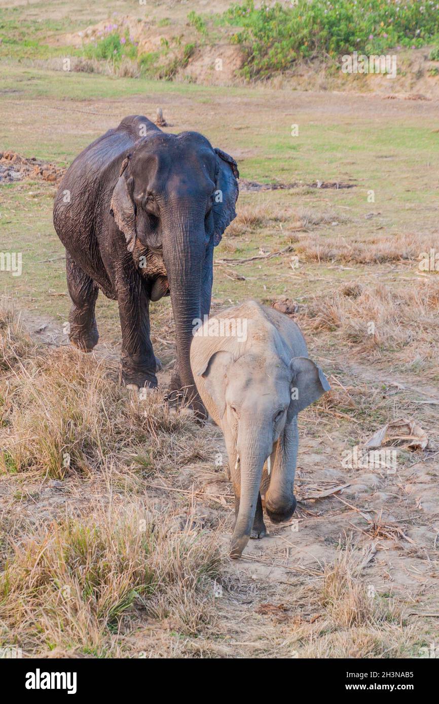 Indian state of assam hi-res stock photography and images - Alamy