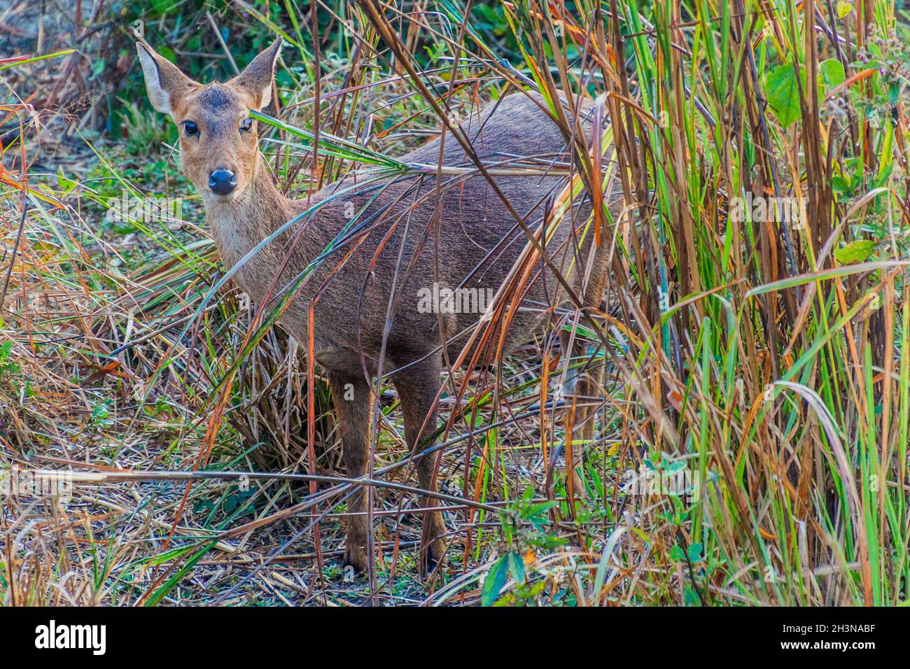 Deer in Kaziranga National Park, Assam state, India Stock Photo - Alamy