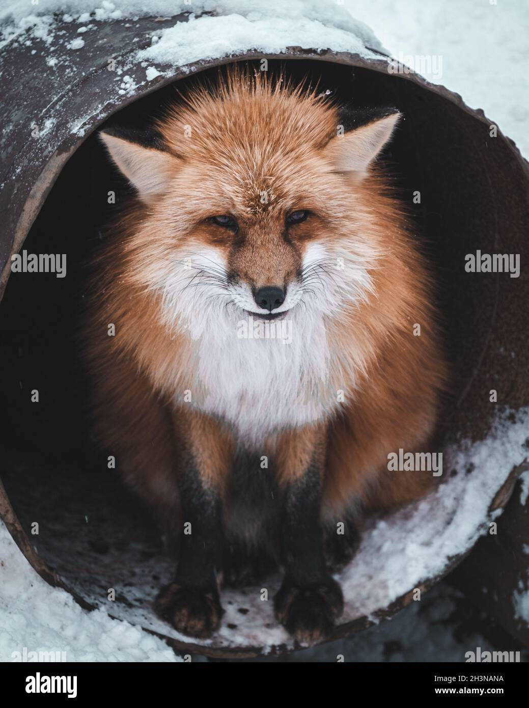Red fox in an old rusty metal pipe in the snow Stock Photo - Alamy