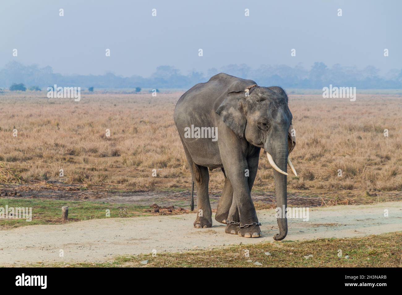 Elephant in Kaziranga National Park, Assam state, India Stock Photo - Alamy
