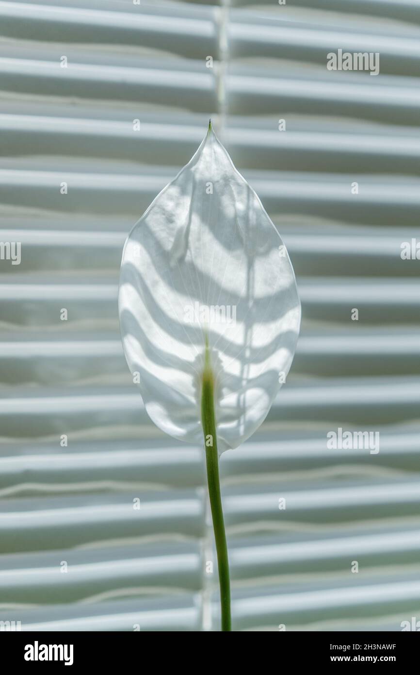 Backlit flower white background hi-res stock photography and images - Alamy