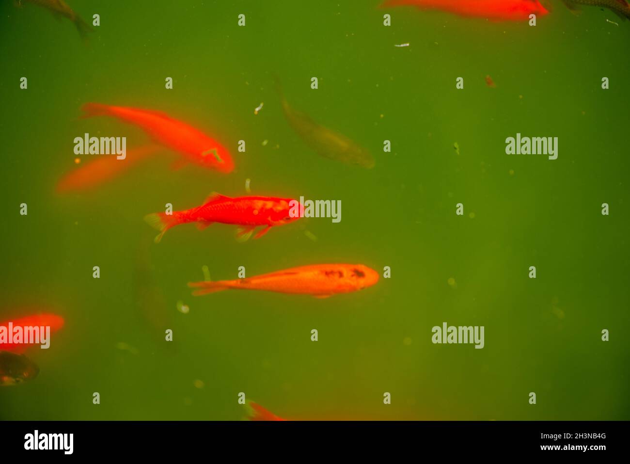 a species of ray-finned fish from the carp family Stock Photo - Alamy