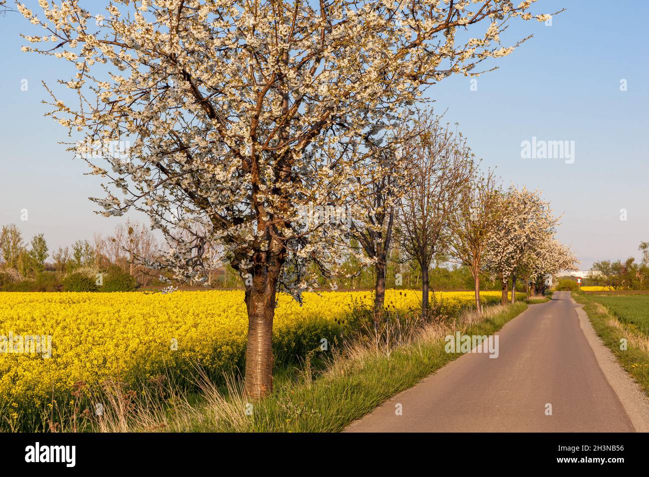 Tree avenue flowering trees Stock Photo - Alamy