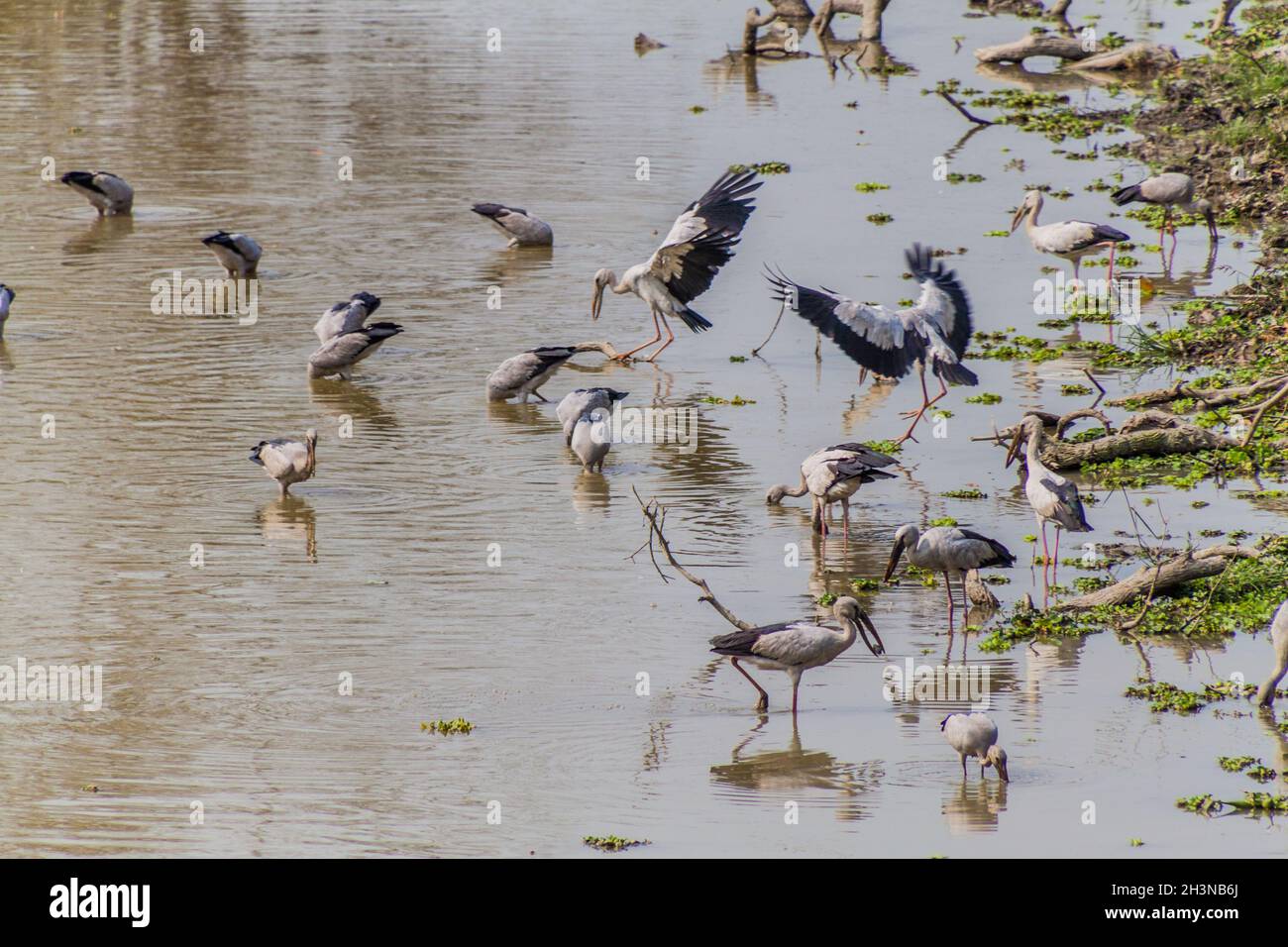 Asian openbill stork Anastomus oscitans in Kaziranga National Park ...