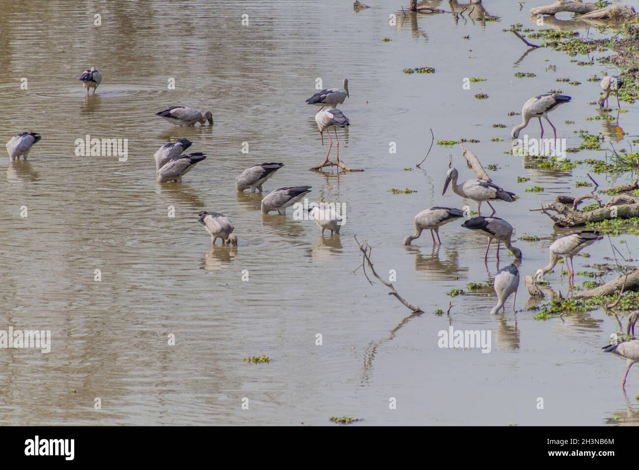 Asian openbill stork Anastomus oscitans in Kaziranga National Park ...