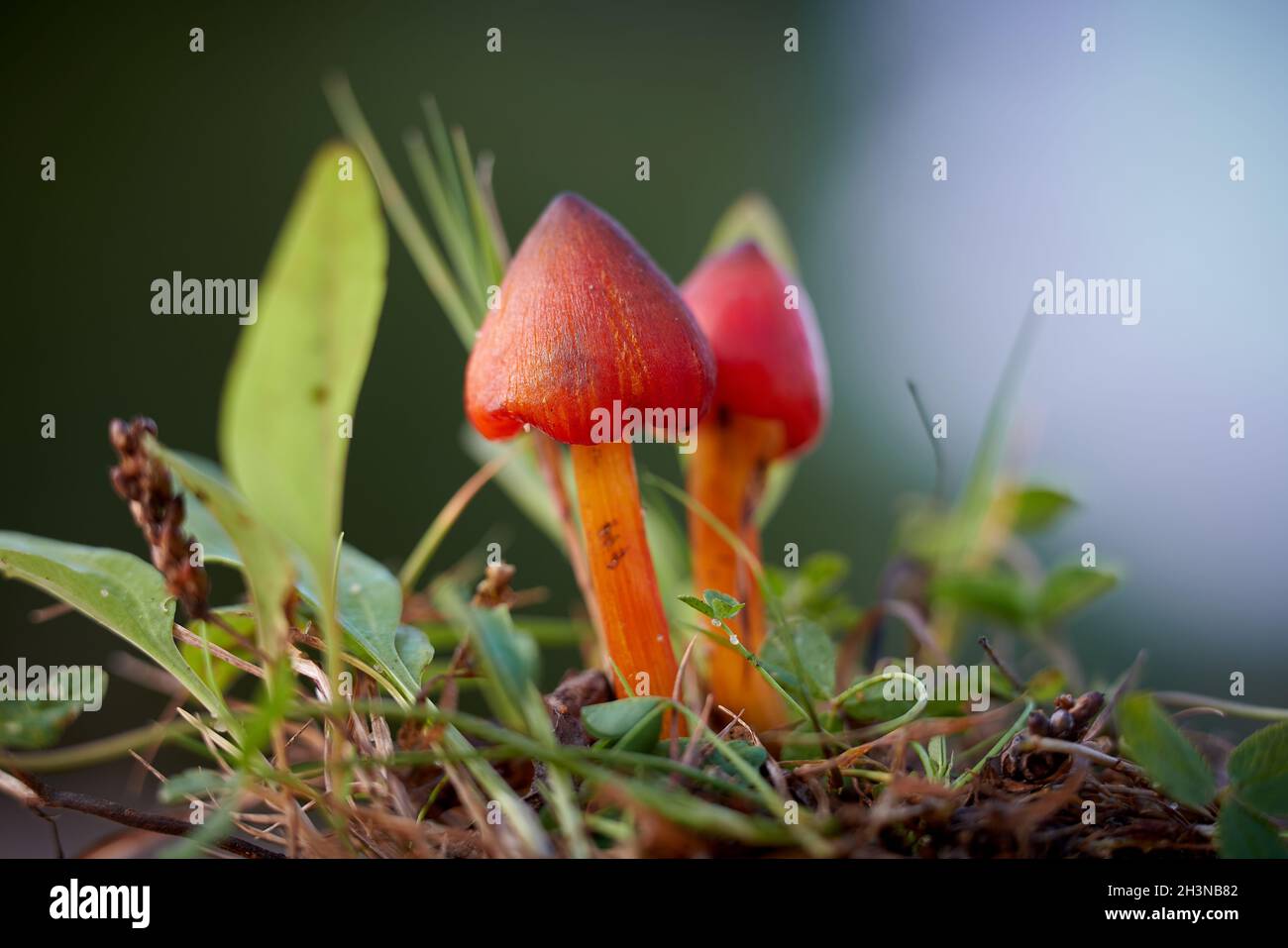 Witch's hat (Hygrocybe conica) on a meadow in a Park in autumn Stock ...