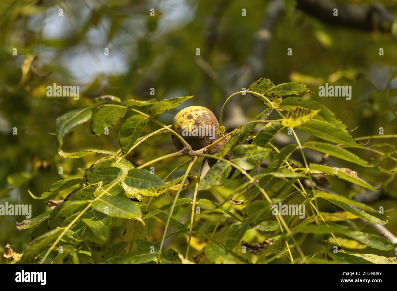 The eastern American black walnut. North American native plant Stock ...